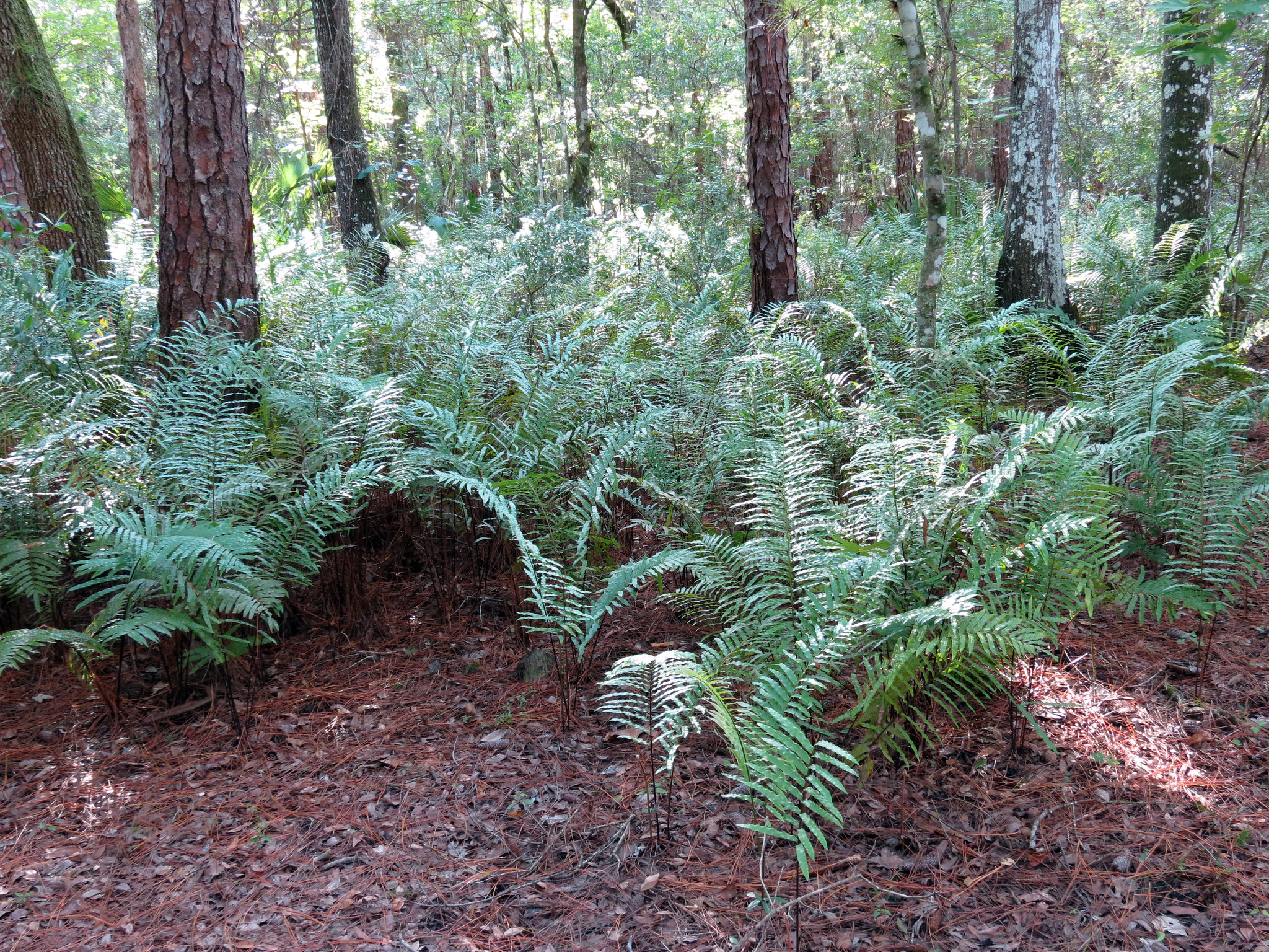 Florida Native Plants for Shady Spaces