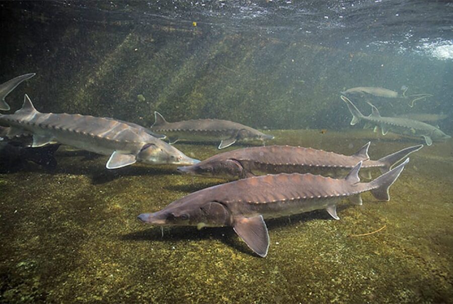 Meet the Longest Native Snake in the U.S.