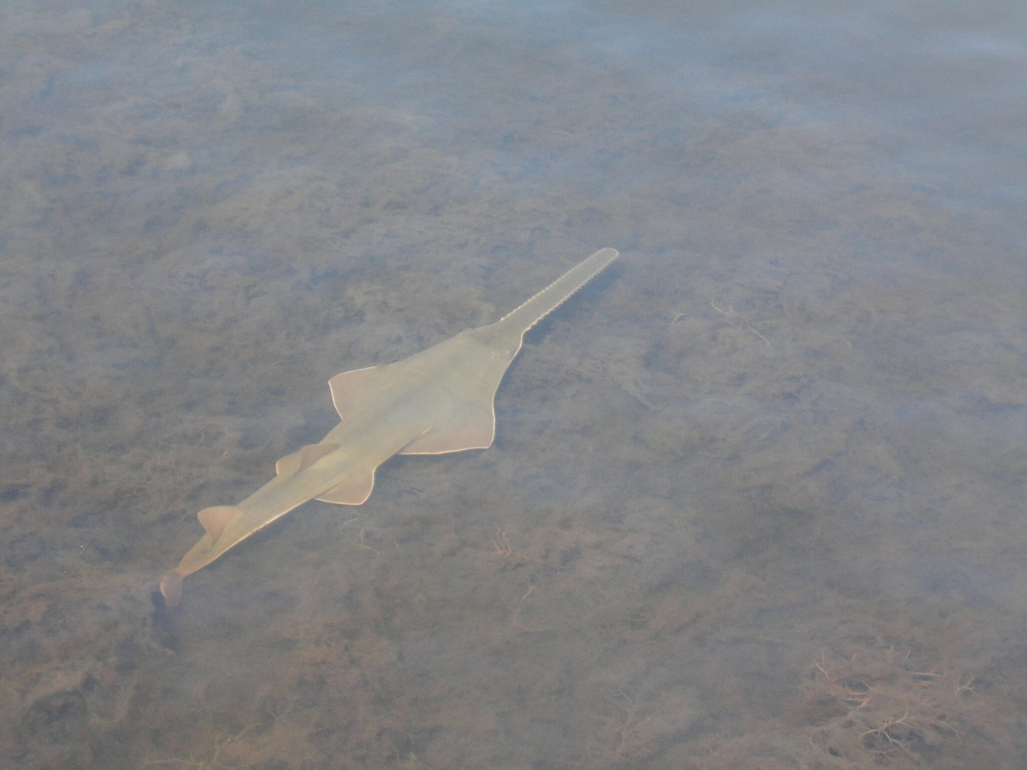 Prehistoric Predators: the Smalltooth Sawfish